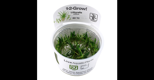 Littorella uniflora in vitro : fiche complète, paramètres et conseils
