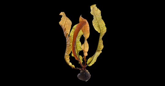 Aponogeton boivinianus - bulbe. Plante d'aquarium en bulbe Tropica