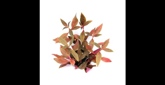 Alternanthera reineckii Red Ruby - La reine aux nervures de rubis