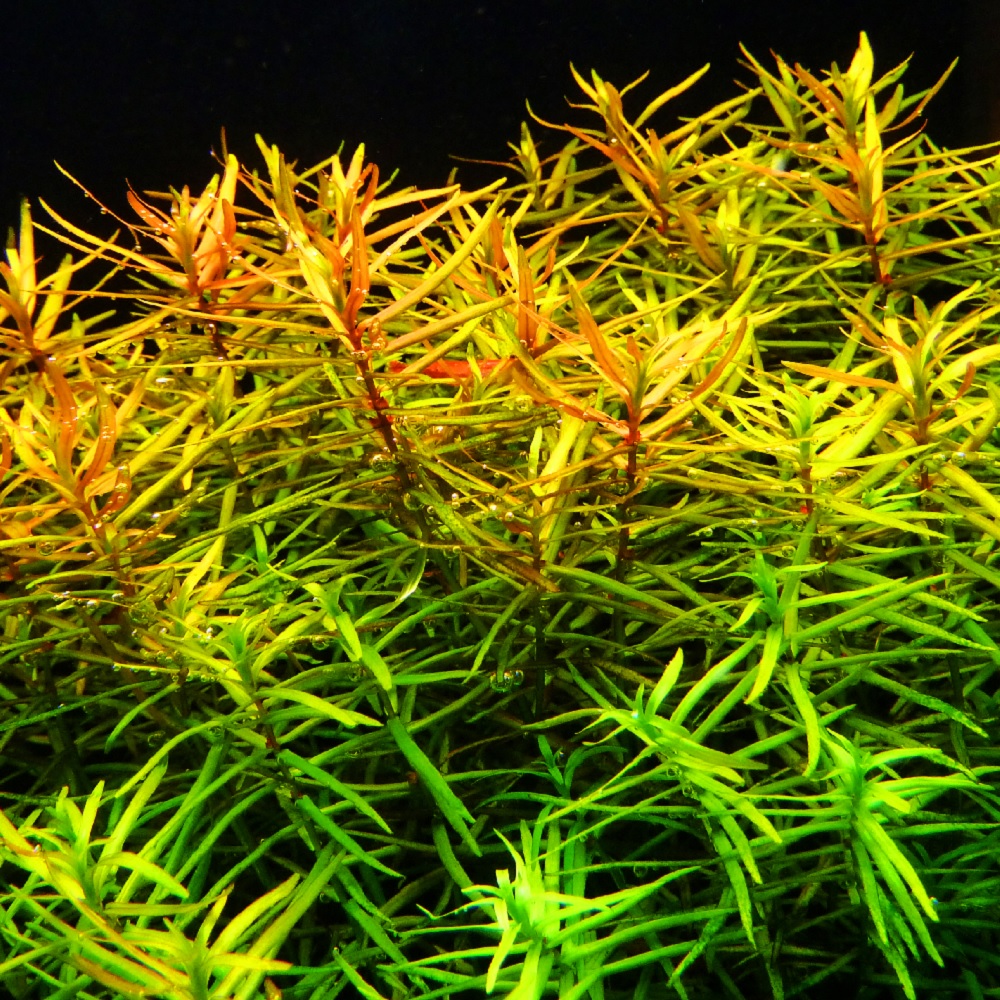 Didiplis Diandra In Vitro