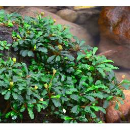 Bucephalandra : une plante à fleur sous l'eau