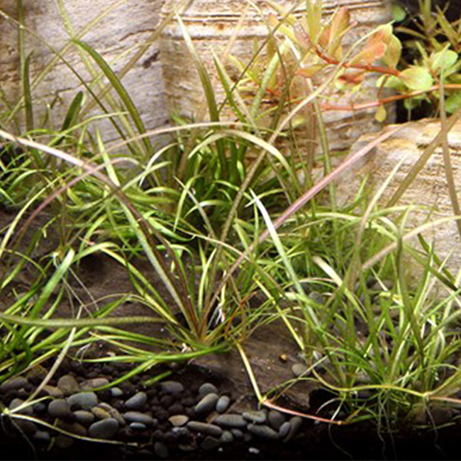 Helanthium Tenellum