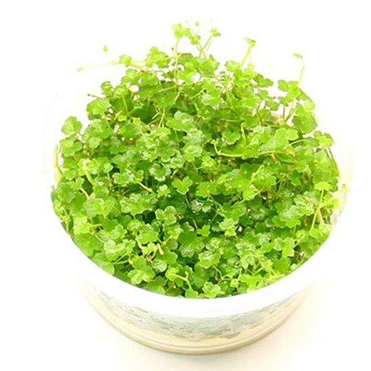 Plante Hydrocotyle tripartita mini - DENNERLE