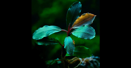 Bucephalandra 'Blue Green' in vitro