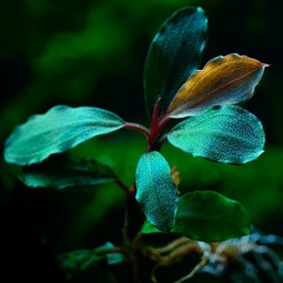 Bucephalandra : une plante à fleur sous l'eau