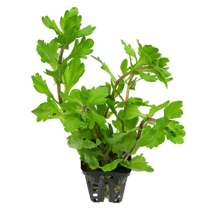 Shinnersia (Trichocoronis) rivularis en pot 5.5cm