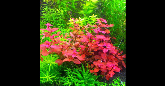 Ludwigia sp. 'Mini Super Red' - PE en pot 5.5cm