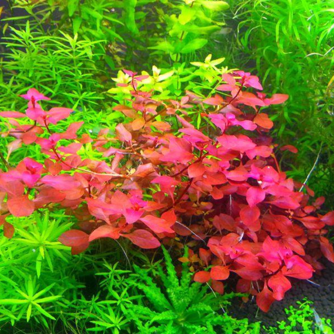 Ludwigia sp. 'Mini Super Red' en pot : fiche complète, paramètres et ...