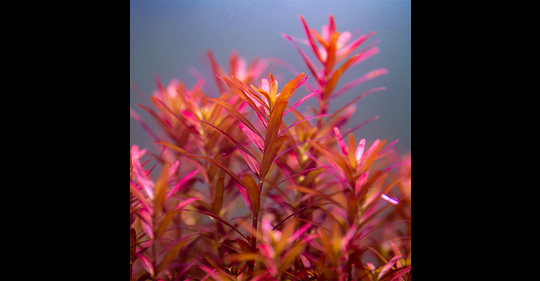 Rotala blood red sg variant en pot