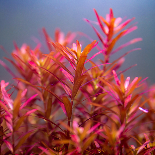 Rotala blood red sg variant en pot : fiche complète, paramètres et conseils