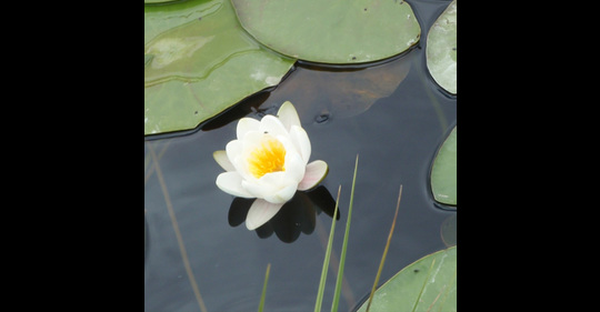 Nymphaea Pygmaea Alba - Fleur Blanche