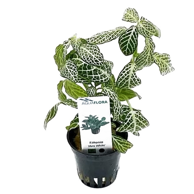 "AQUAFLORA Fittonia 'Mini White' | Plantes de Terrarium"