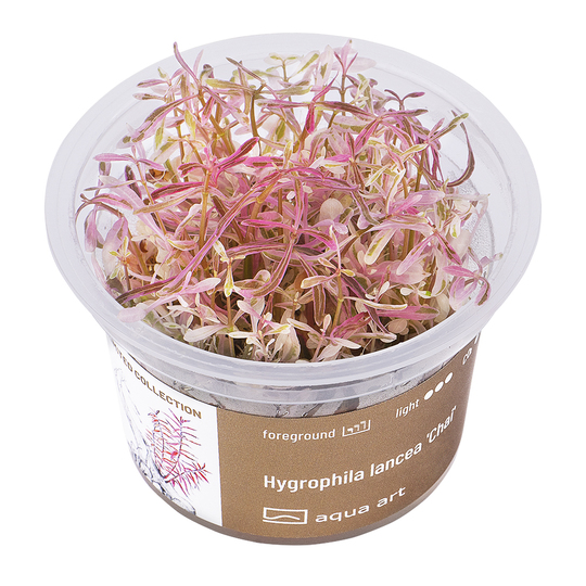 Hygrophila lancea 'Chai' - in vitro