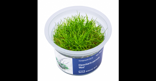 Eleocharis parvula ’Mini’ in vitro