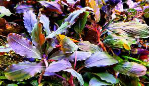 Bucephalandra : Tout Savoir sur cette Plante Rare d'Aquarium (Guide 2026)